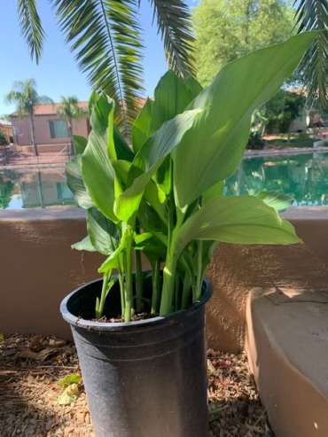 Growing Turmeric in Pots: A Step-By-Step Guide