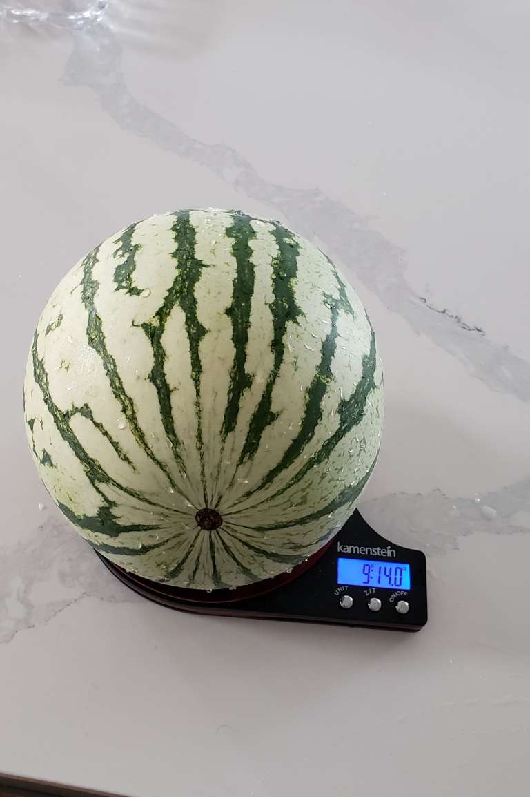 Growing Watermelons in Containers: A Step-By-Step Guide