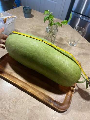 Growing Watermelons in Containers: A Step-By-Step Guide