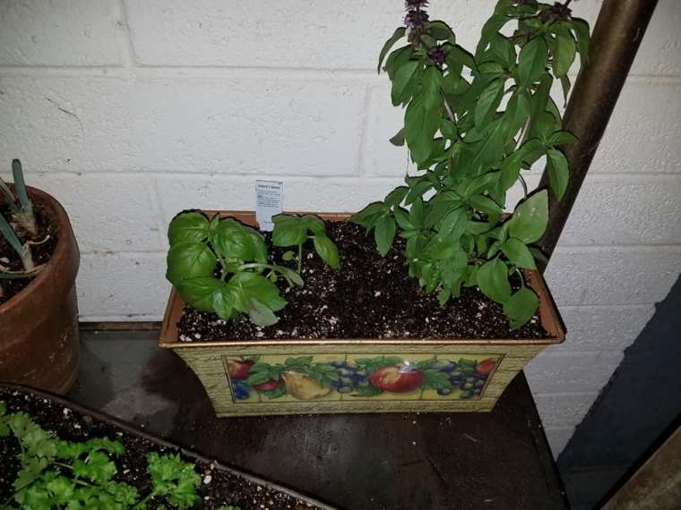 Top 10 Best Smelling Herbs to Grow Indoors