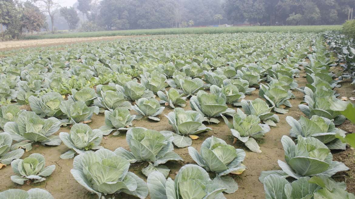 The Best Companion Planting for Cabbage