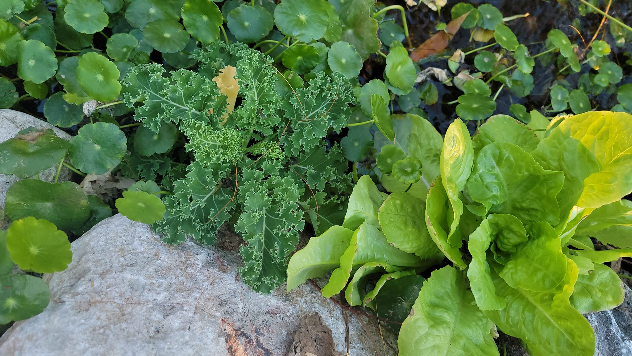 Mustard Companion Plants