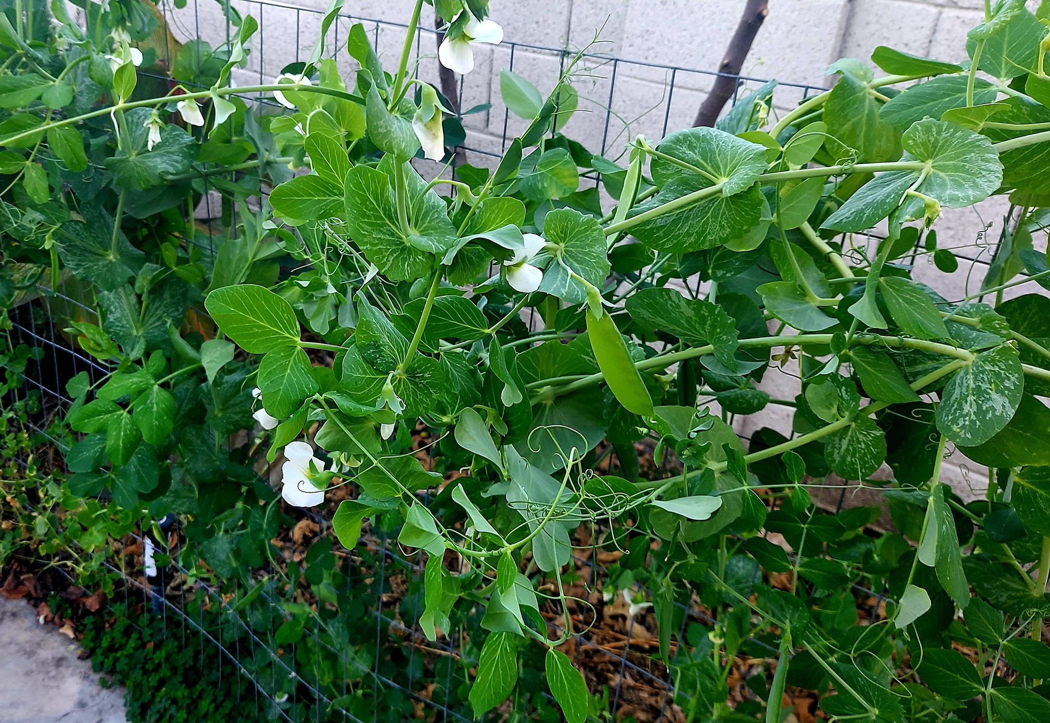 The Best Companion Planting for Peas