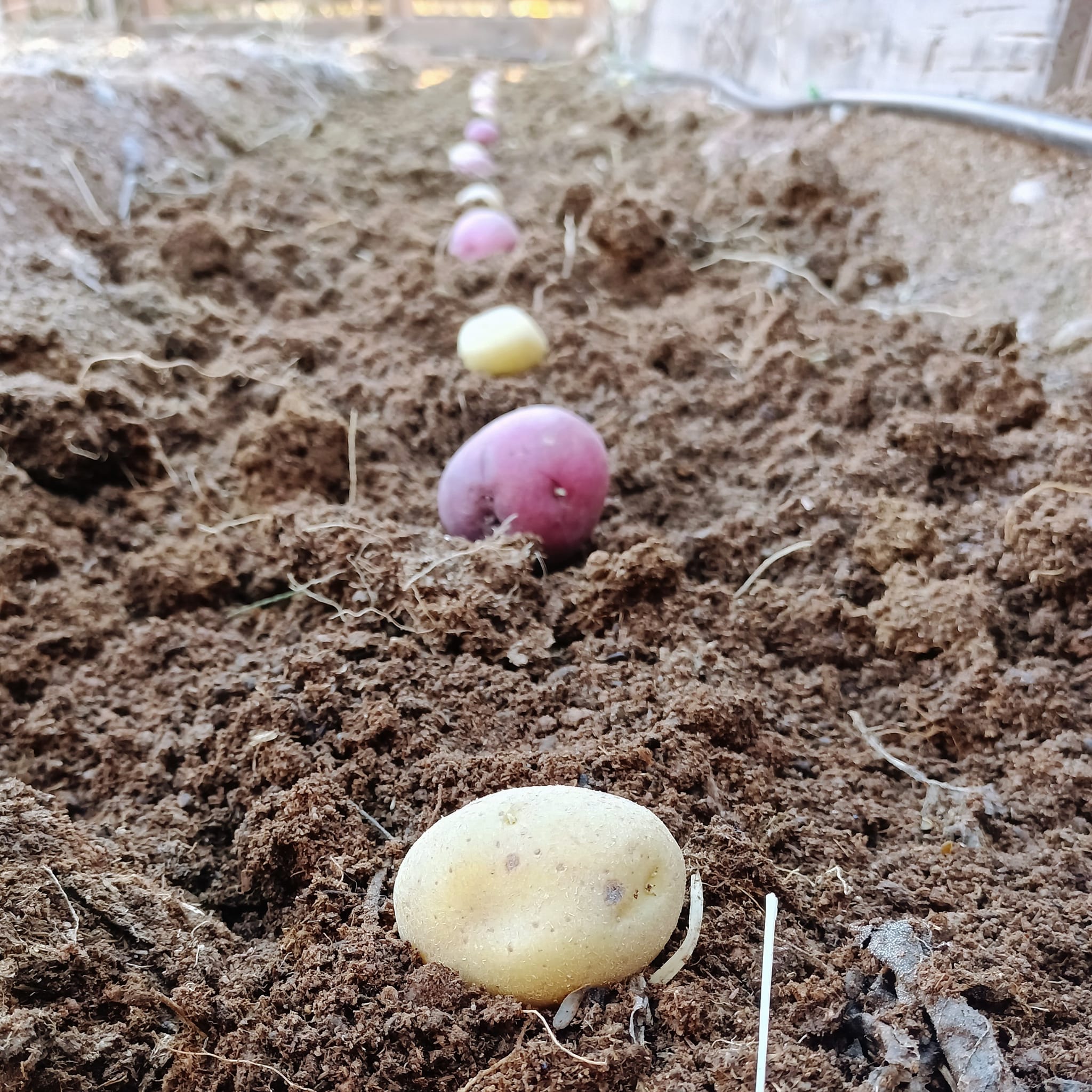 The Best Companion Planting for Potatoes