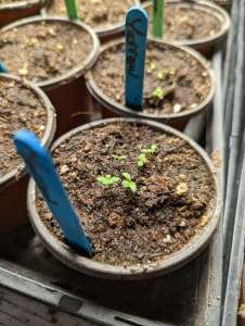 Growing Yarrow in Pots: A Step-By-Step Guide