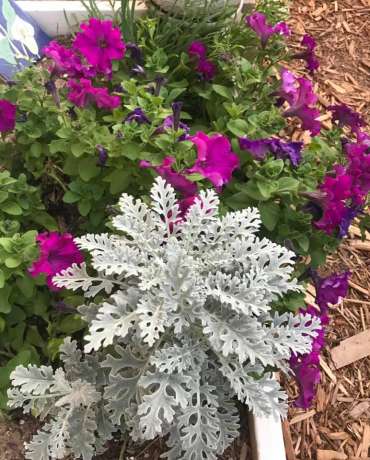 Nitrogen-Fixing Plants: Boost Your Garden Naturally