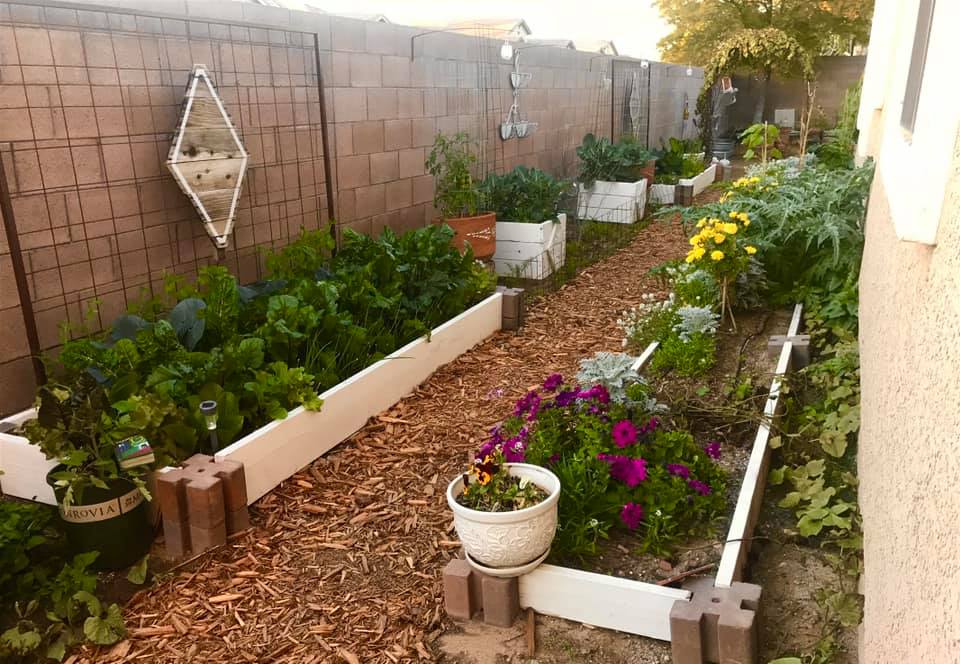 Nitrogen-Fixing Plants: Boost Your Garden Naturally