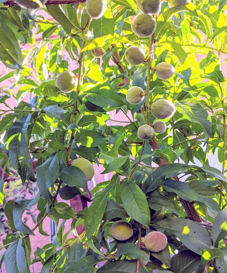 The Best Companion Planting for Peaches