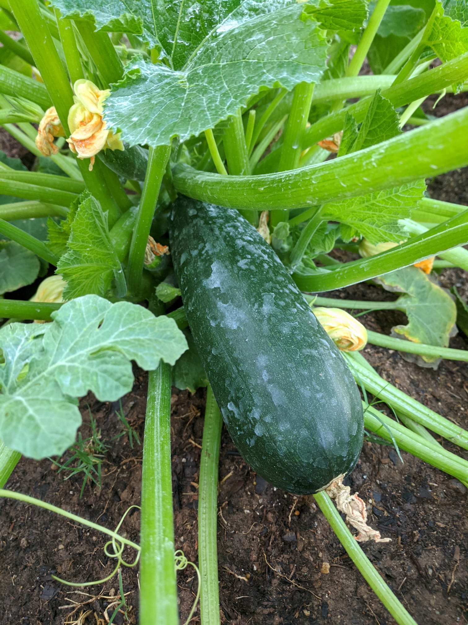 The Best Companion Planting for Zucchini