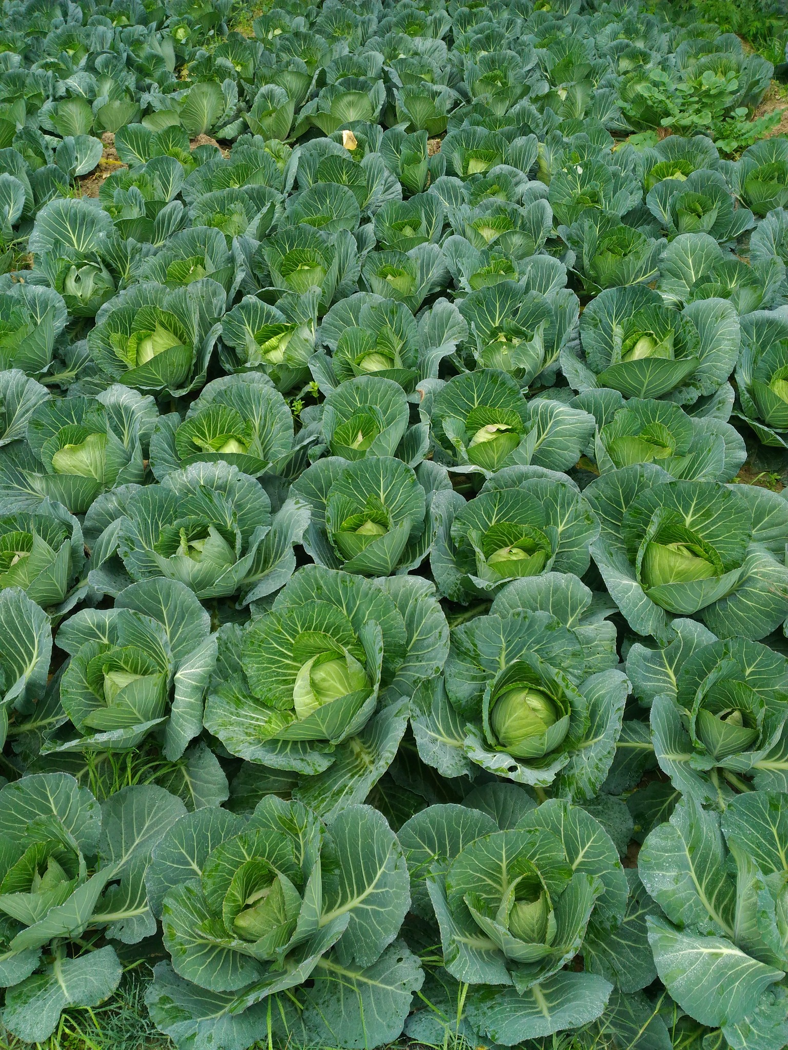 The Best Companion Planting for Cabbage