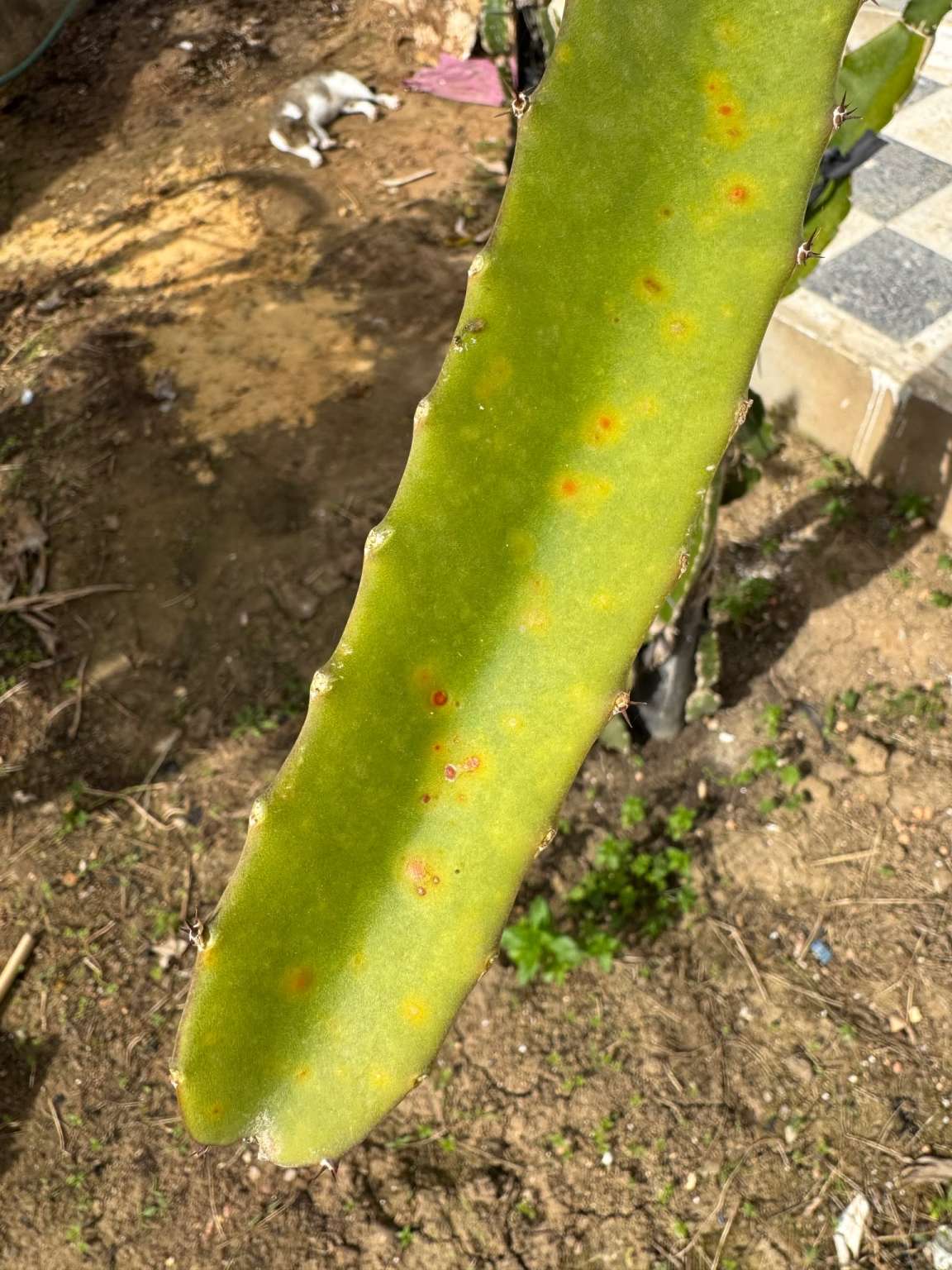 Rust Spots on Dragon Fruit: Causes, Damage, & Treatment