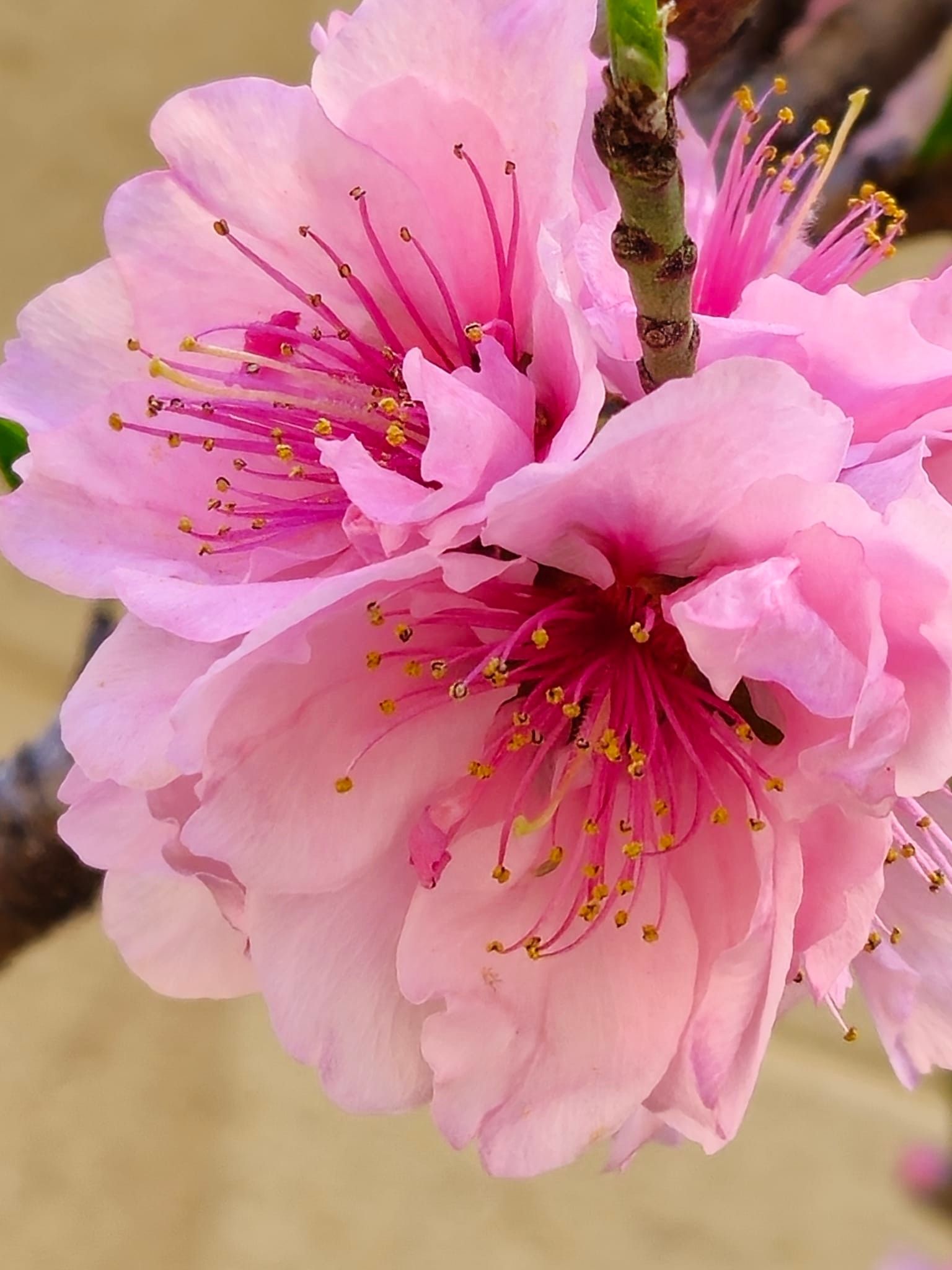 Spring Gardening: What to Plant and How to Prepare your Garden