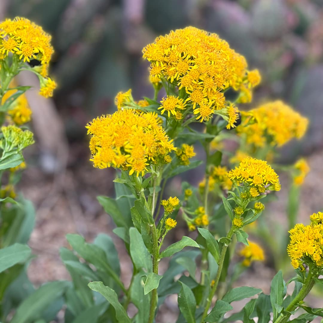 The Best Companion Planting for Goldenrod