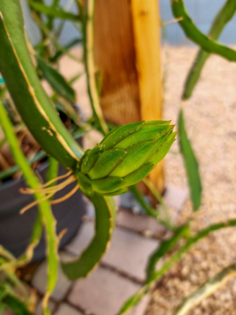 How to Encourage Dragon Fruit to Flower