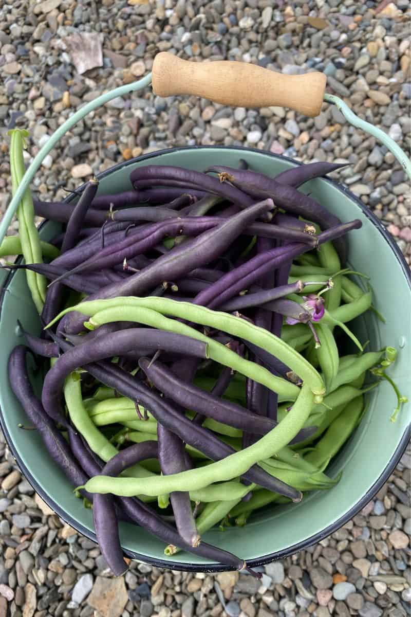 The Best Companion Planting for Beans
