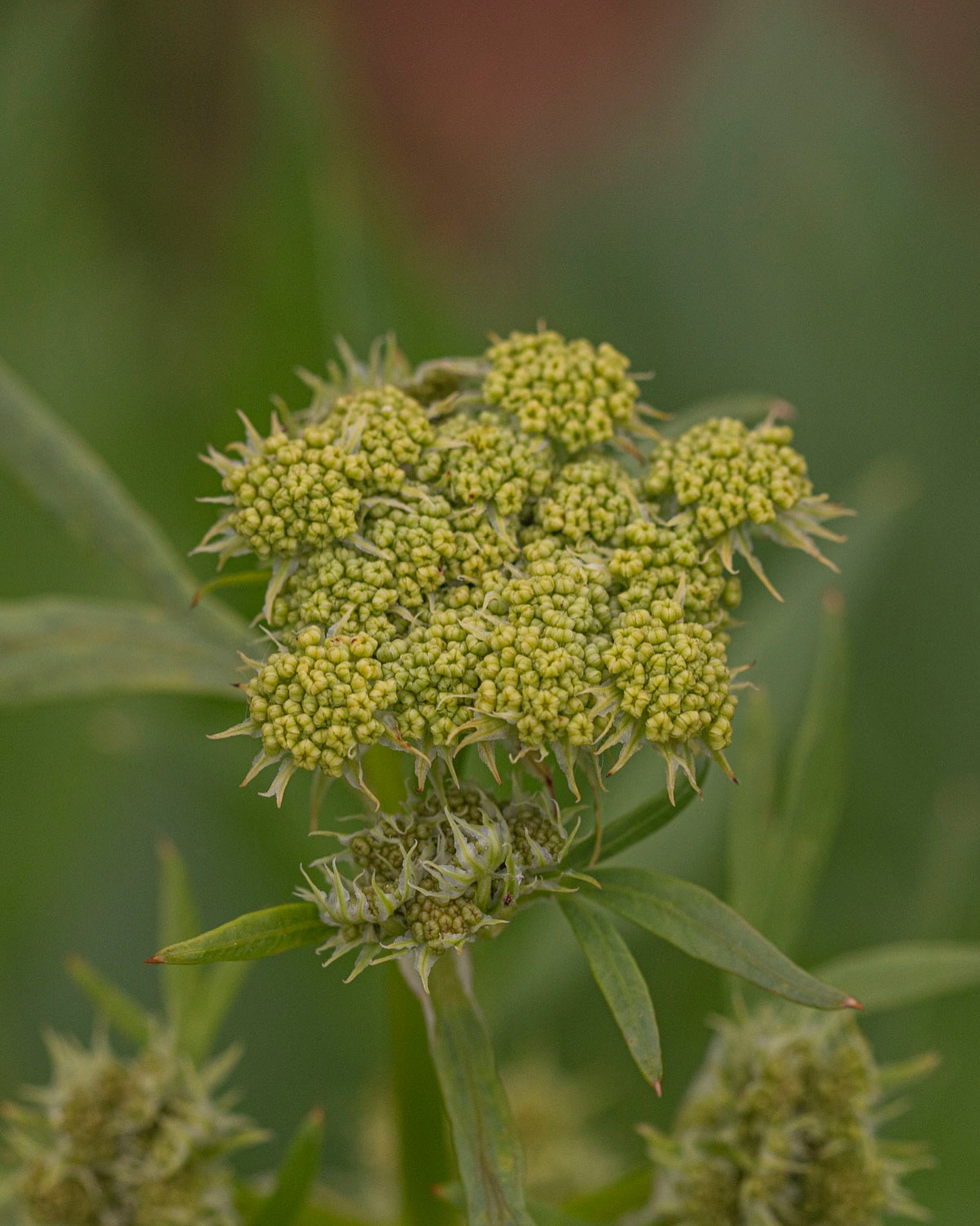 Companion Planting for Lovage: A Comprehensive Guide
