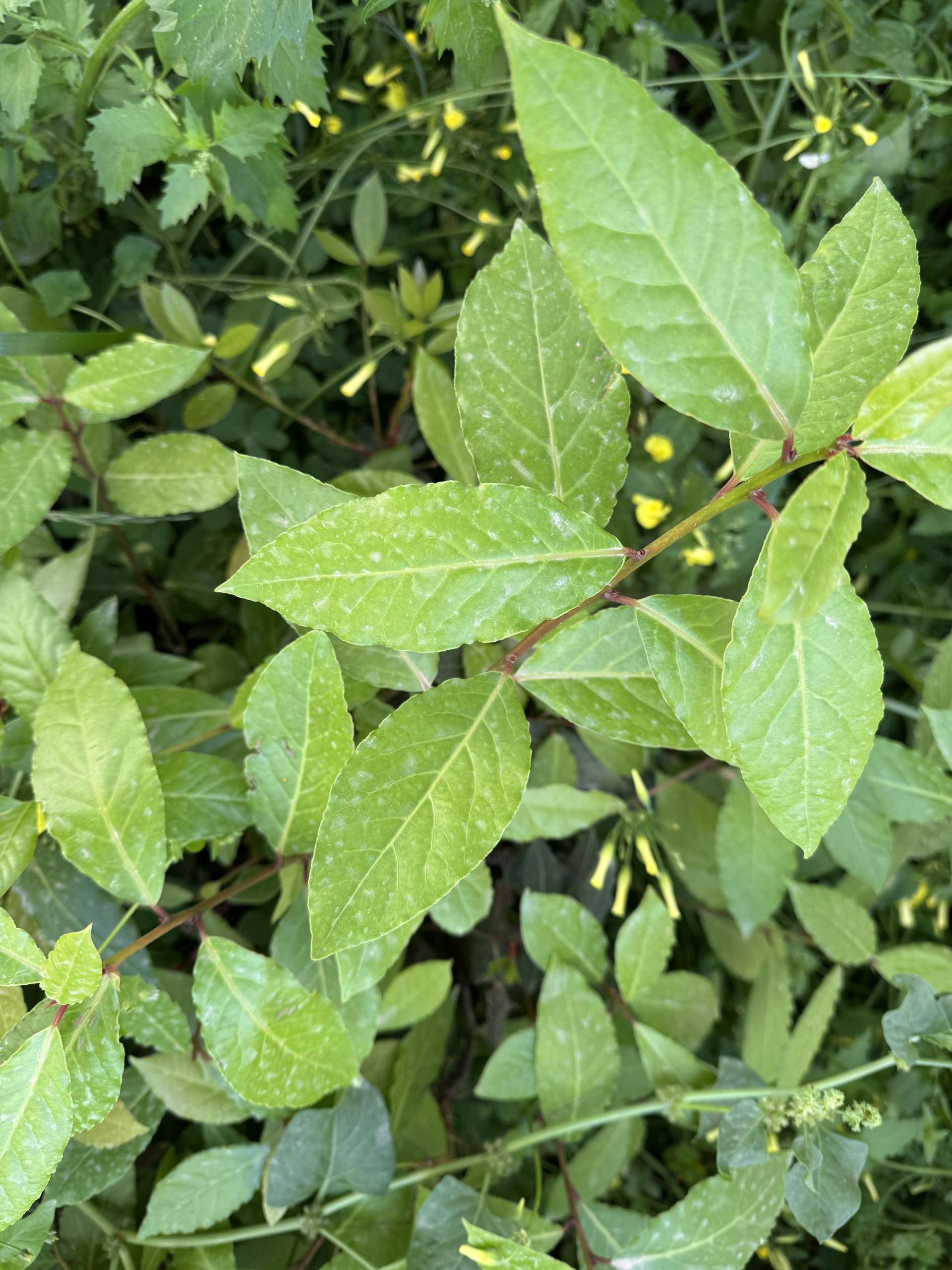 The Best Companion Planting for Bay Leaf
