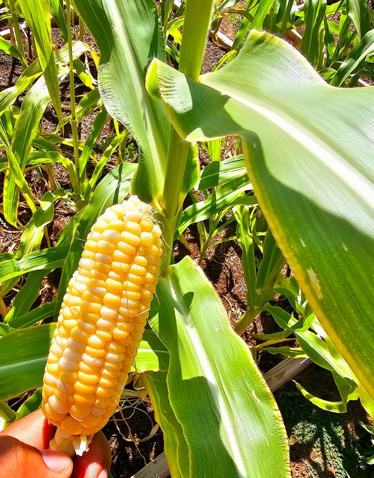 Companion Planting for Corn: Boost Your Garden’s Health