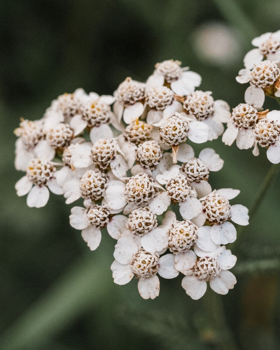 Companion Planting for Yarrow: A Comprehensive Guide
