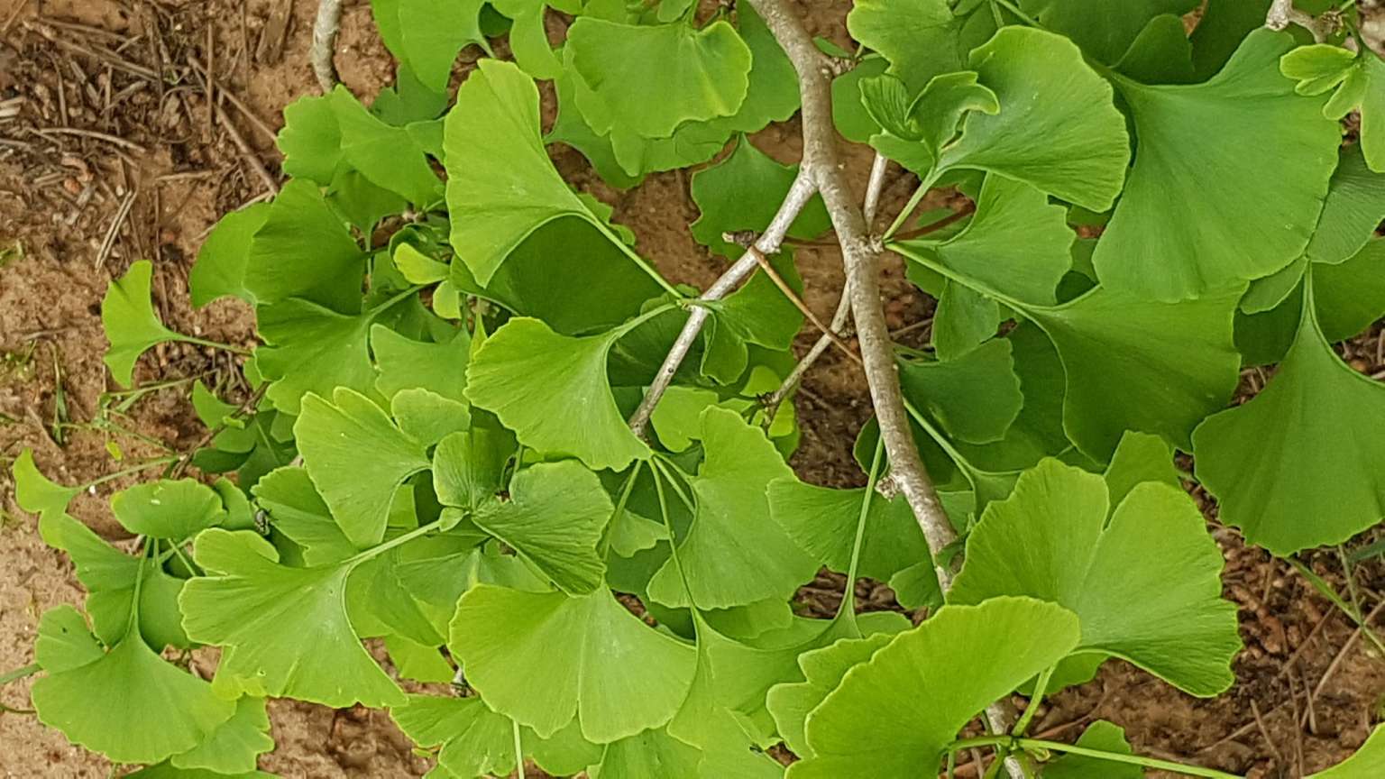 Growing Ginkgo: How to Plant, Grow, and Harvest Ginkgo