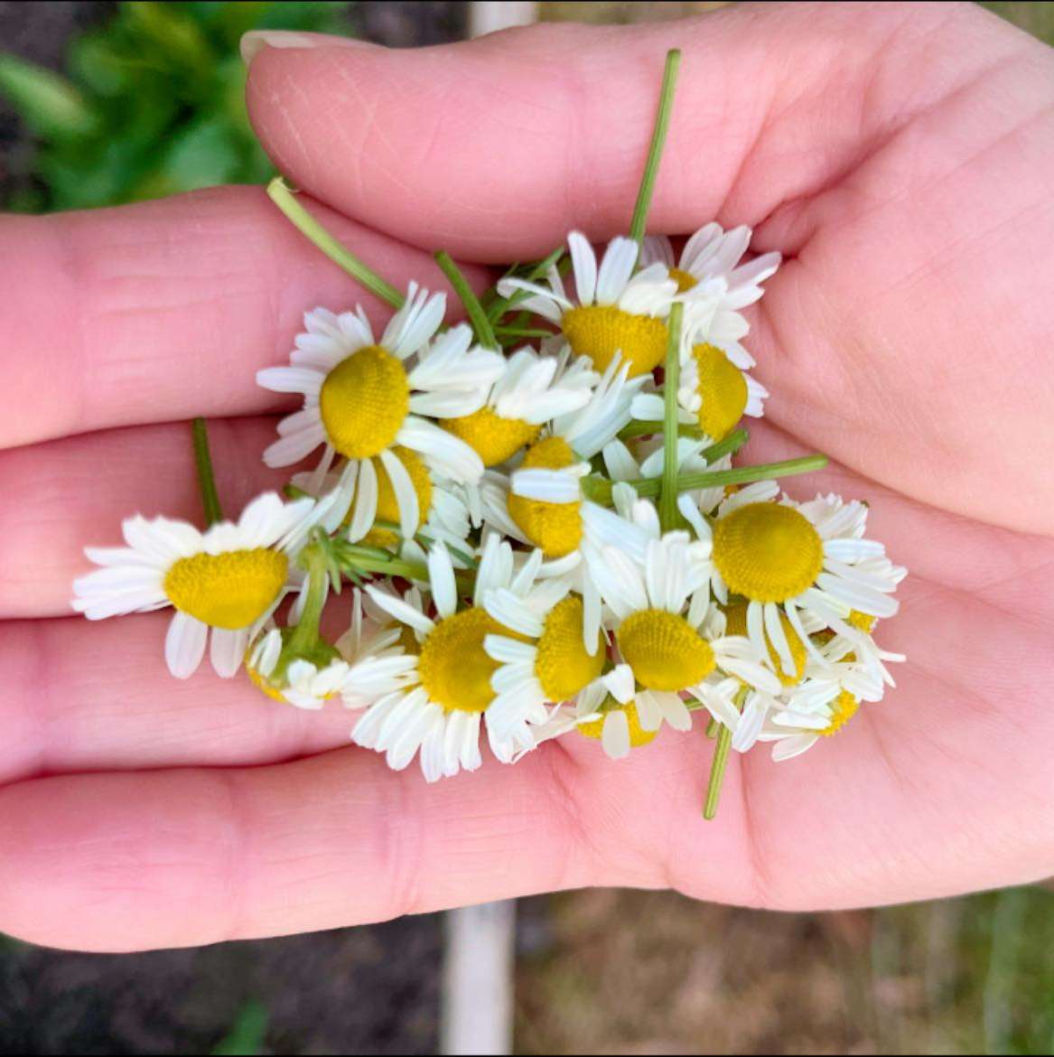 The Best Companion Planting for Chamomile