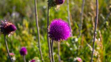 How to Plant, Grow, and Harvest Milk Thistle