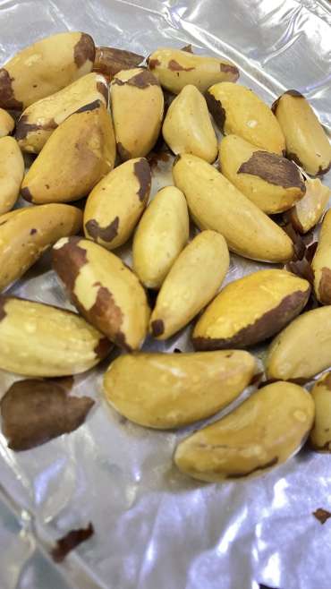 The Best Companion Planting for Brazil Nut Trees