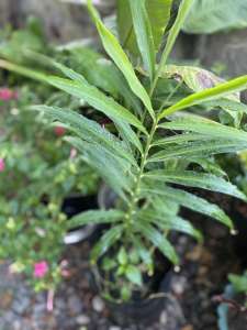 The Best Companion Planting for Ginger