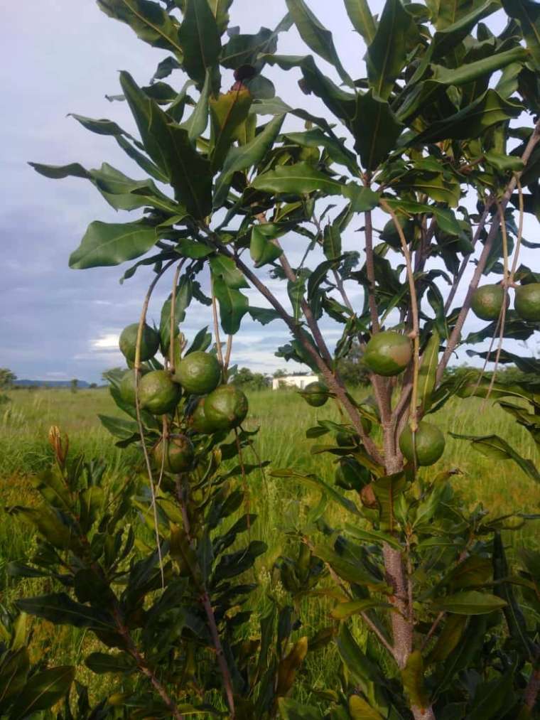 The Best Companion Planting for Macadamia Trees