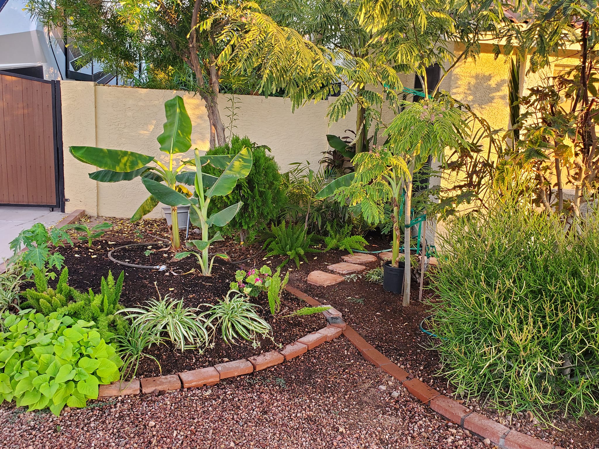 The Best Companion Planting for Ginger