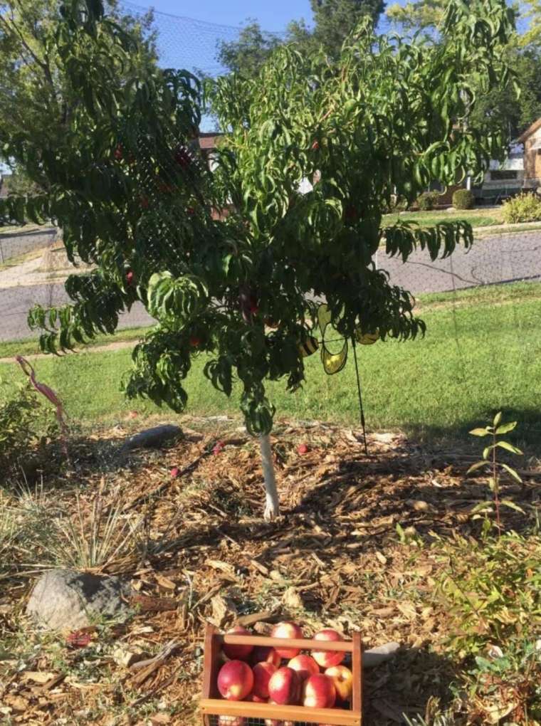 10 Fastest Growing Fruit Trees: Quick Harvests for Your Garden