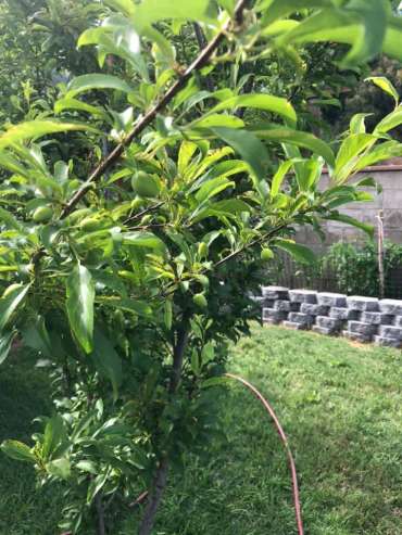 10 Fastest Growing Fruit Trees: Quick Harvests for Your Garden