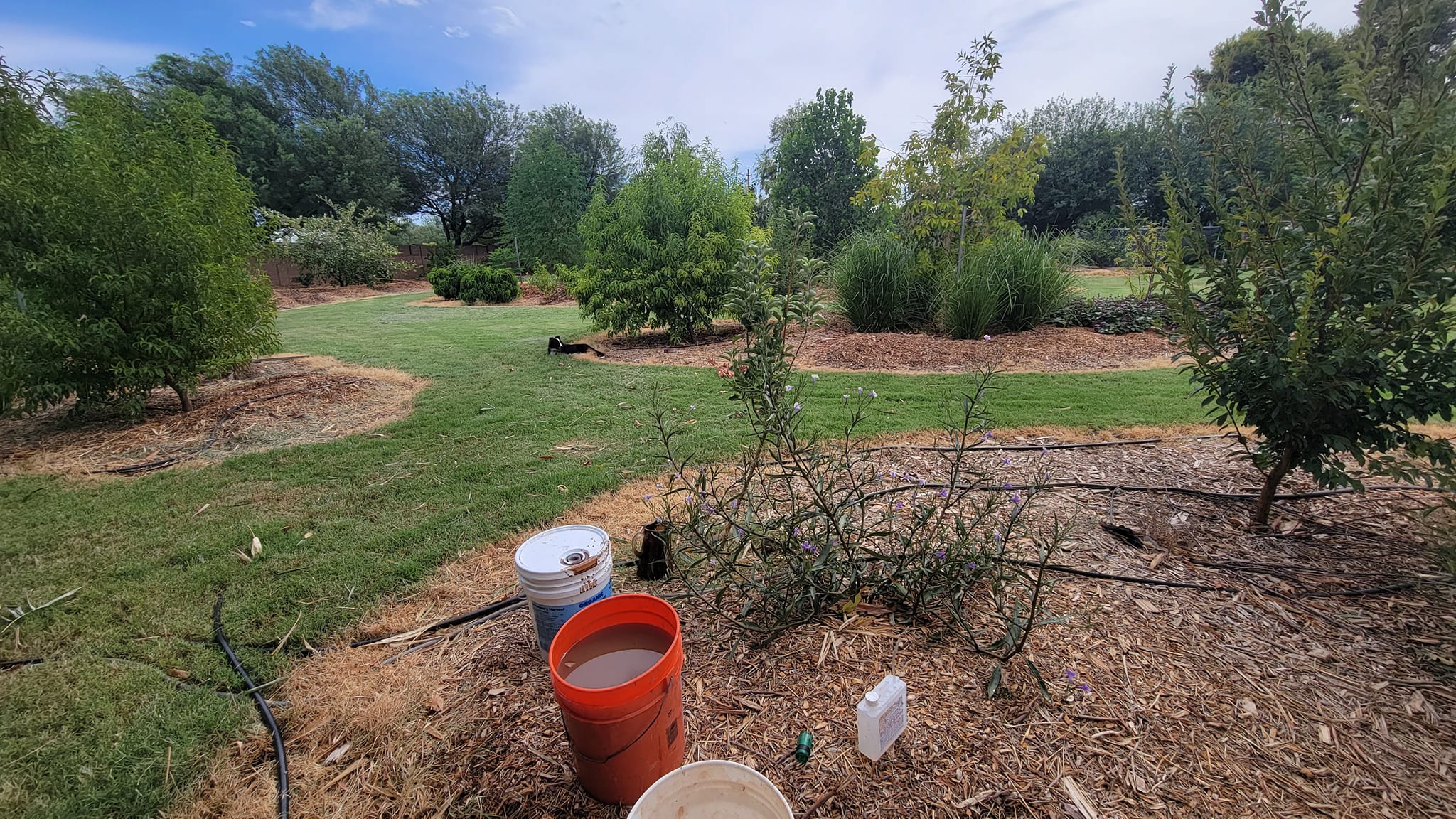 Fish Emulsion: The Ultimate Organic Fertilizer