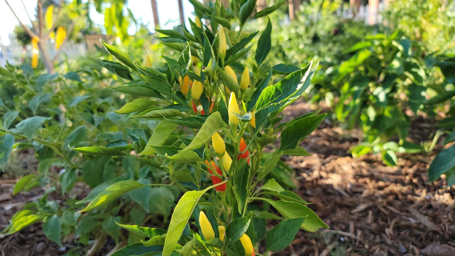 How to Start a Food Forest in 10 Easy Steps