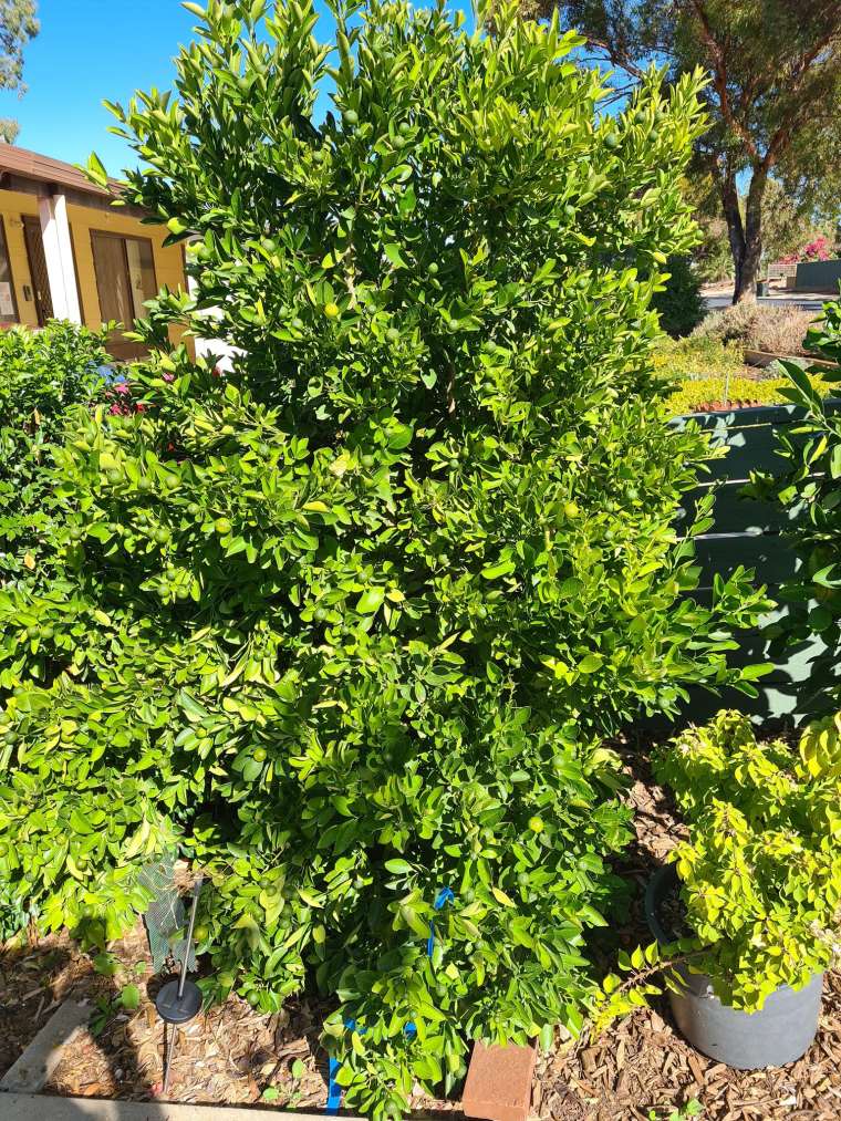 10 Small Fruit Trees with Non Invasive Roots for Courtyards