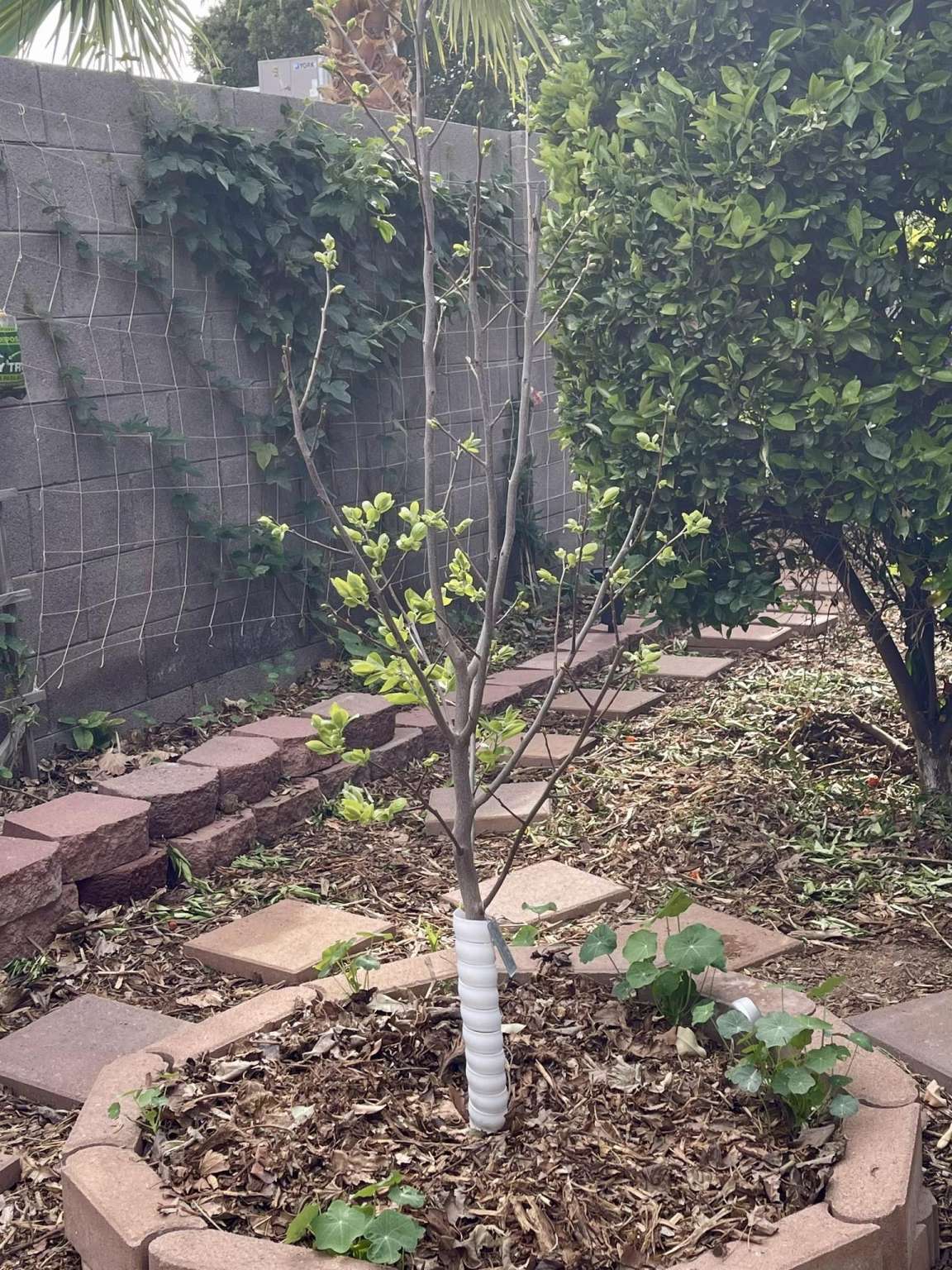 10 Small Fruit Trees with Non Invasive Roots for Courtyards