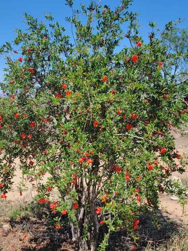 10 Small Fruit Trees with Non Invasive Roots for Courtyards